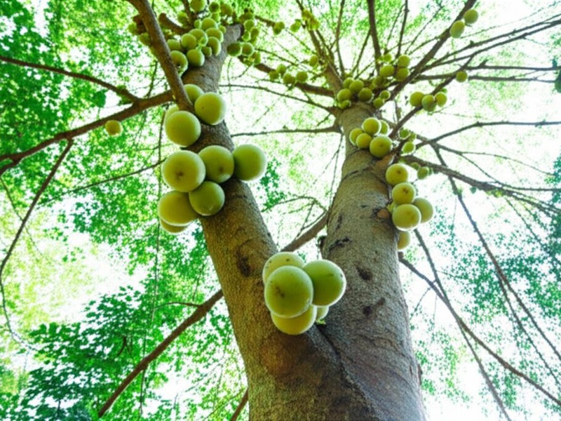 Plants of Vanuatu: The Complete List - Flora Fauna Fun