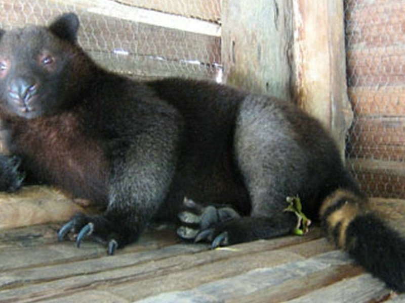 Rare Animals in Papua New Guinea - Flora Fauna Fun
