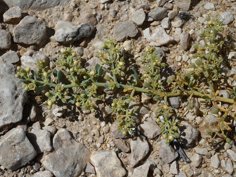 The Complete List of Plants Of The United Arab Emirates - Flora Fauna Fun