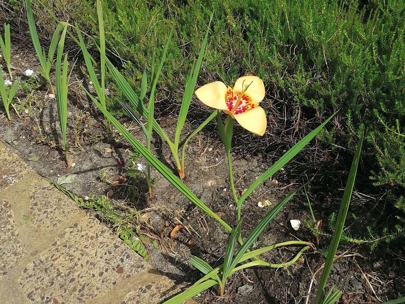 The Complete List of Guatemala's Native Plants - Flora Fauna Fun
