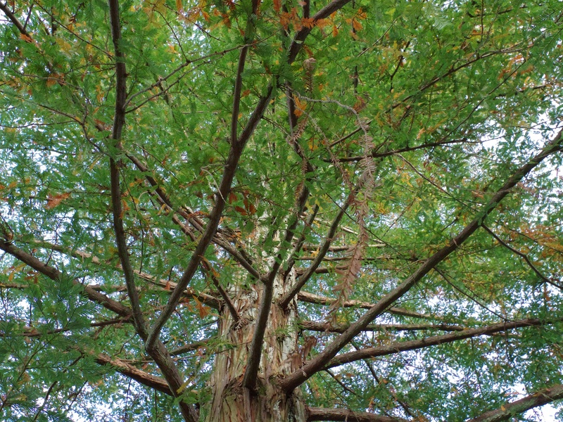 List of Amazon Rainforest Vegetation - Flora Fauna Fun