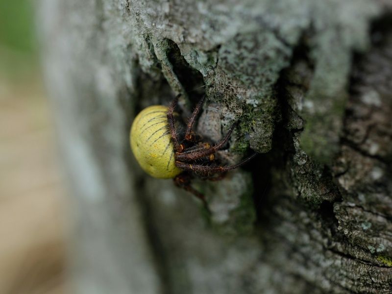 The Complete List of Forest Spiders - Flora Fauna Fun