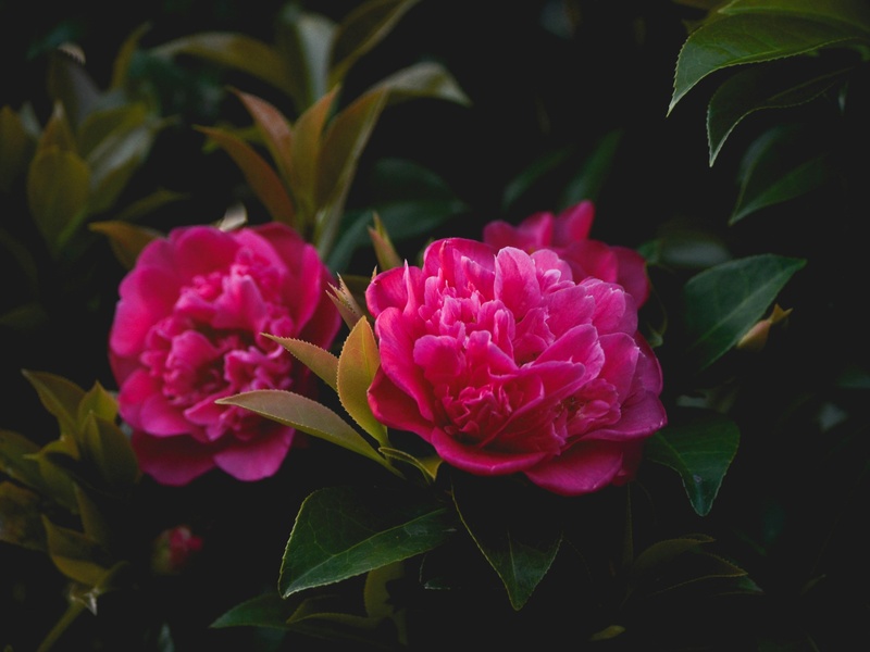 Plants of China: The Complete List - Flora Fauna Fun