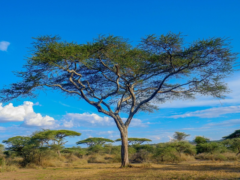 Trees of Djibouti - Flora Fauna Fun
