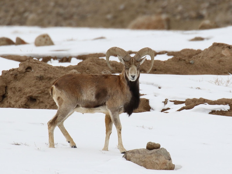 Animals of Pakistan: The Complete List - Flora Fauna Fun