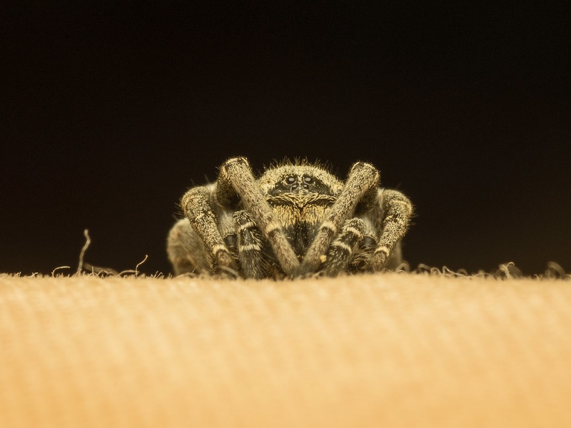 The Complete List of Forest Spiders - Flora Fauna Fun