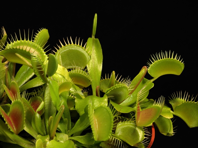 Unique Plants: The Complete List - Flora Fauna Fun