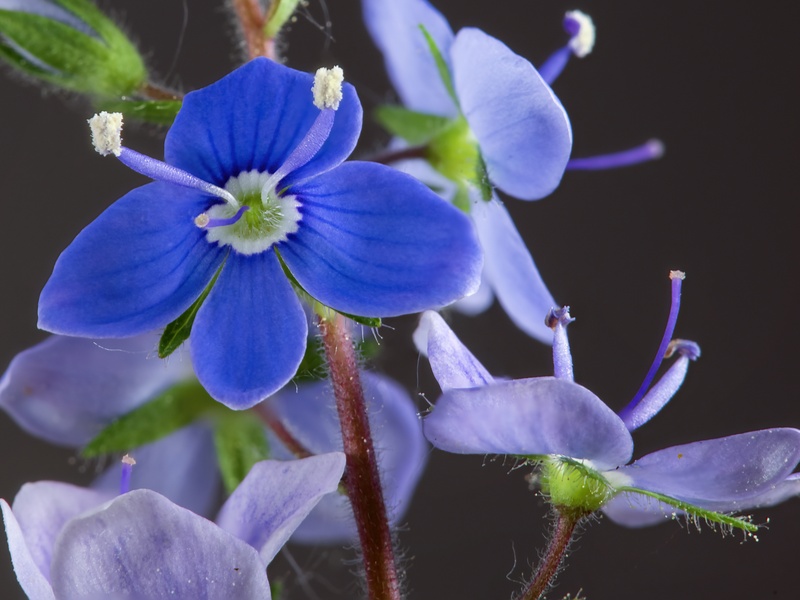 List of Cute Flowers - Flora Fauna Fun