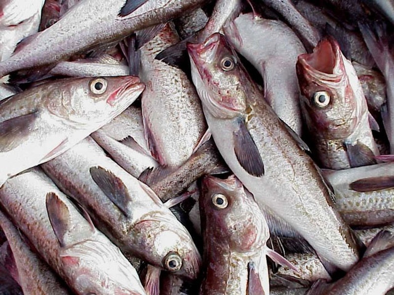 The Complete List of Fish of Russia - Flora Fauna Fun