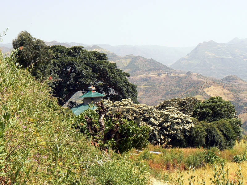 List of Trees of Ethiopia - Flora Fauna Fun