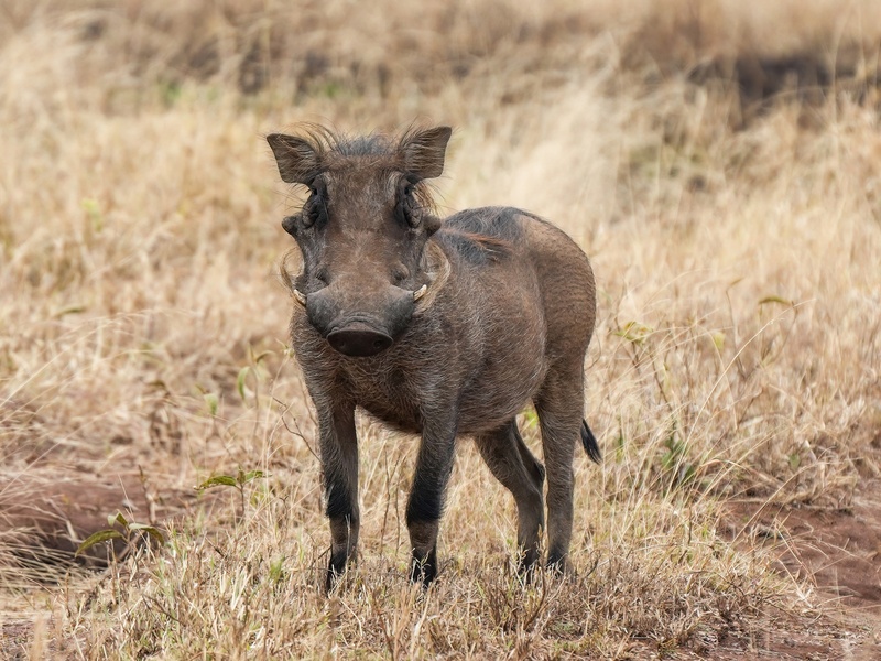 Chad's Native Animals: The Complete List - Flora Fauna Fun