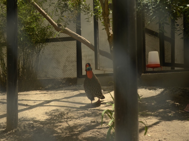 Animals of Pakistan: The Complete List - Flora Fauna Fun