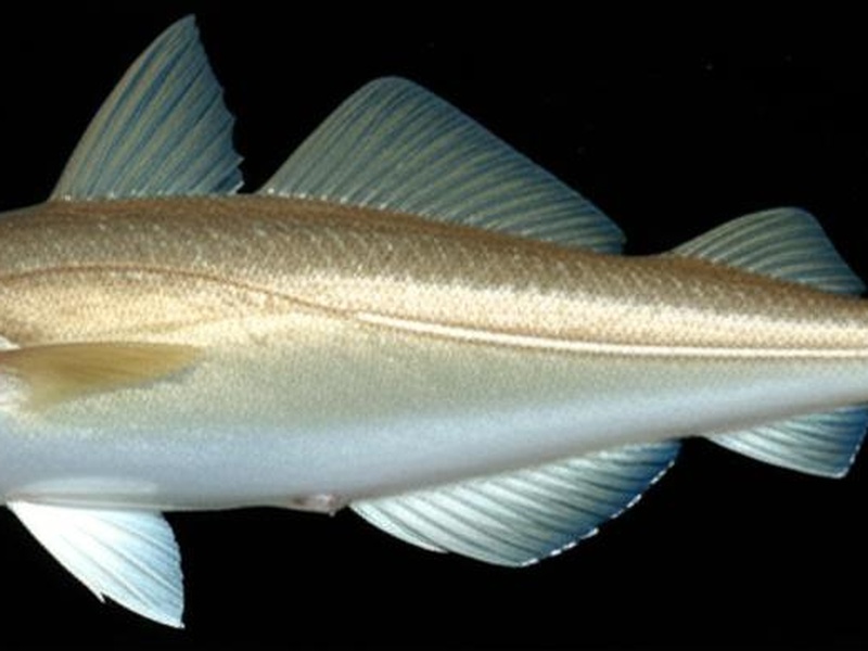 The Complete List of Fish of Norway - Flora Fauna Fun