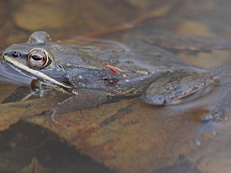 List of Taiga Consumers - Flora Fauna Fun