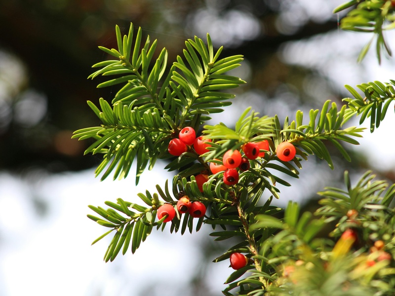Forest Berries: The Complete List - Flora Fauna Fun