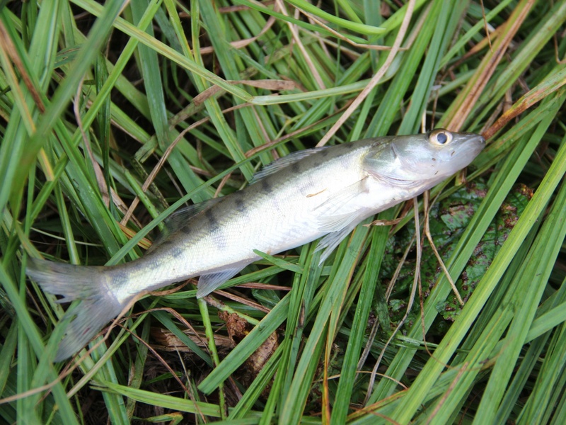 The Complete List of Fish of Russia - Flora Fauna Fun