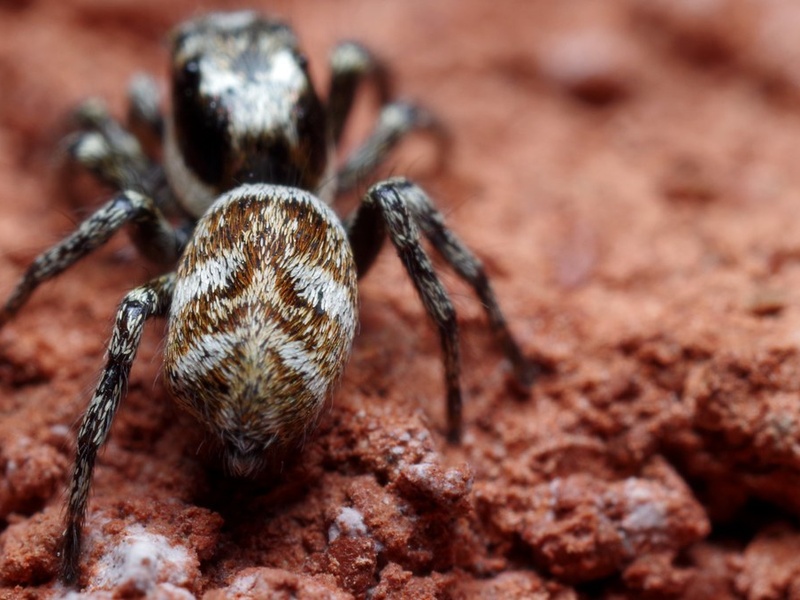 The Complete List of Forest Spiders - Flora Fauna Fun