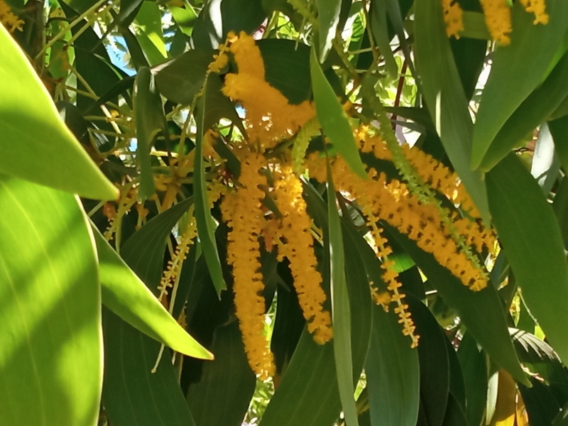 Plants of Panama - Flora Fauna Fun