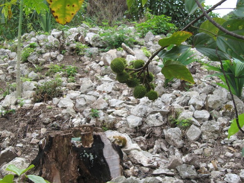 Plants of Panama - Flora Fauna Fun