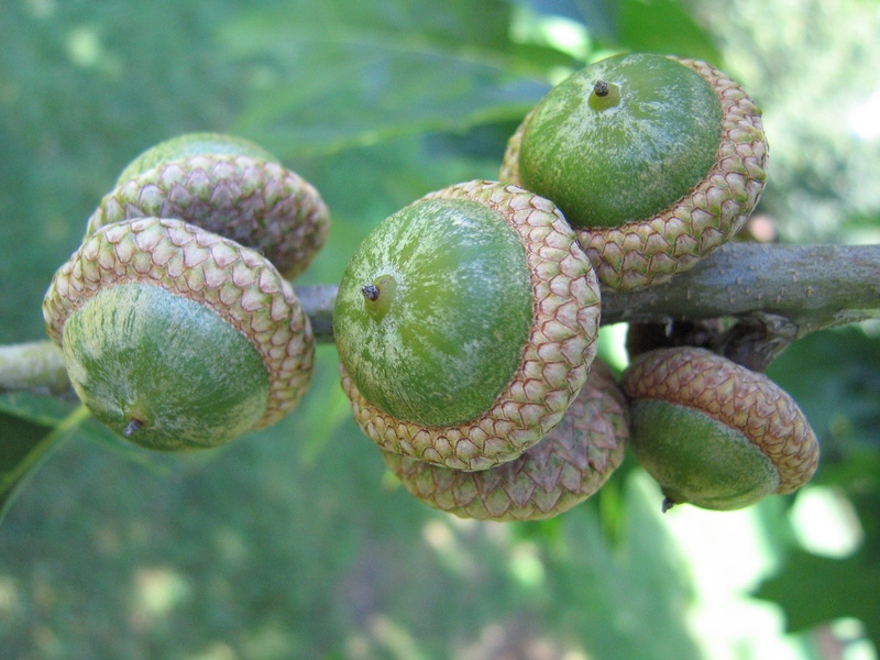 Forest Fruits: The Complete List - Flora Fauna Fun