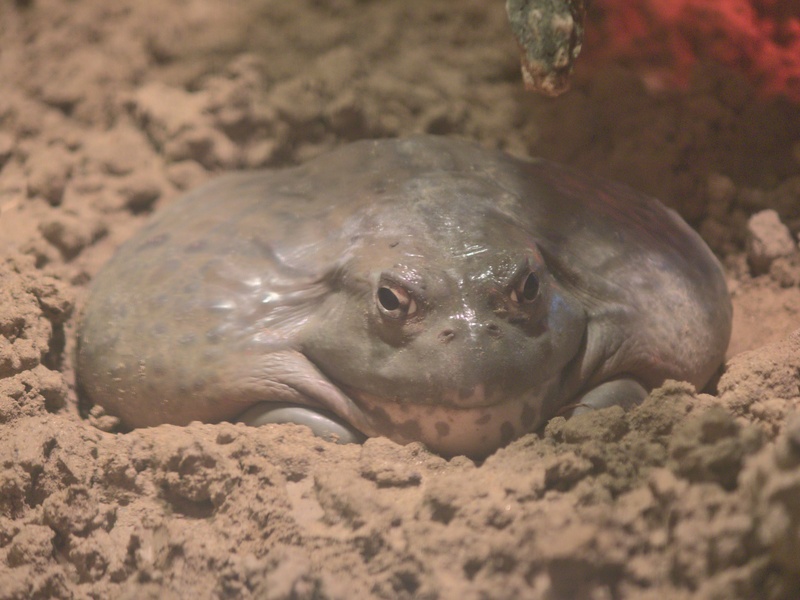 Animals of West Africa: The Complete List - Flora Fauna Fun