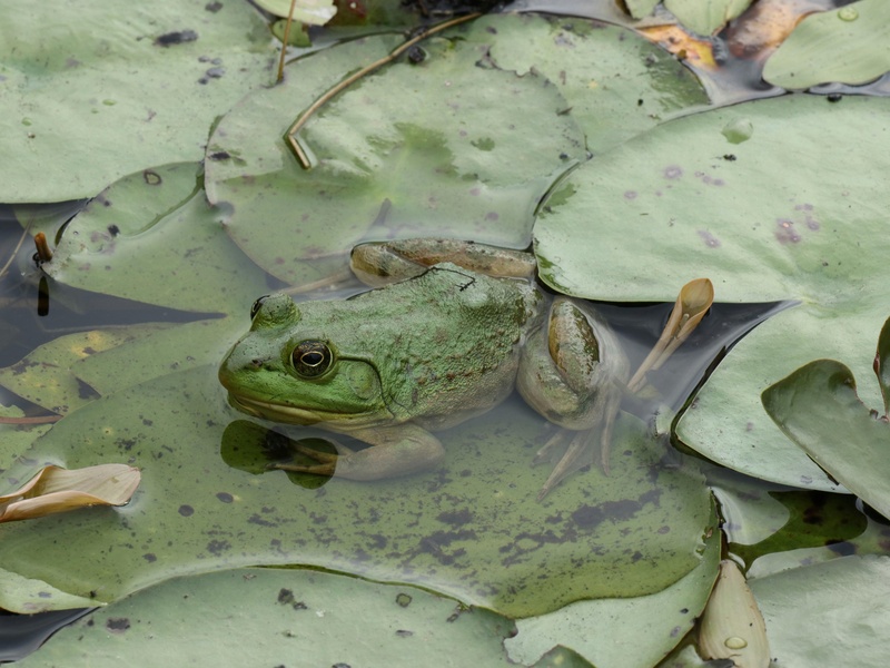 The Complete List of Invasive Species in Japan - Flora Fauna Fun