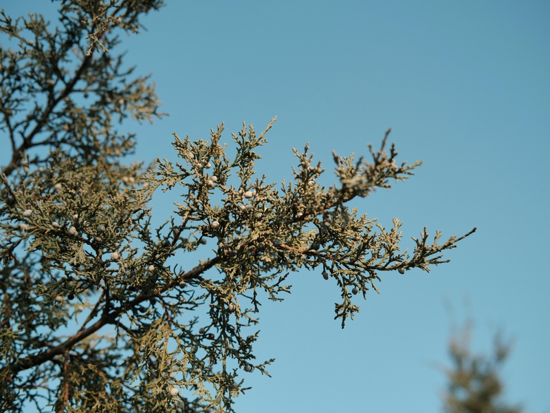 List of Plants of Portugal - Flora Fauna Fun