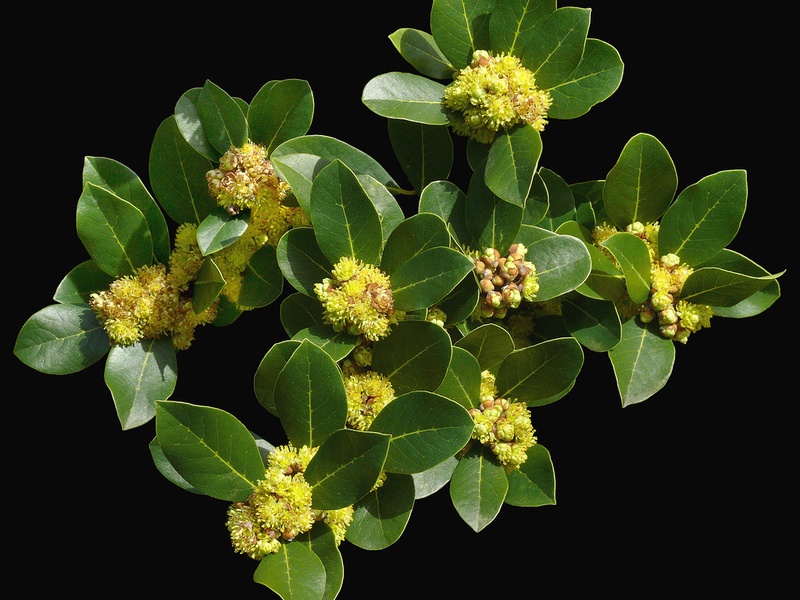 List of Plants of Portugal - Flora Fauna Fun
