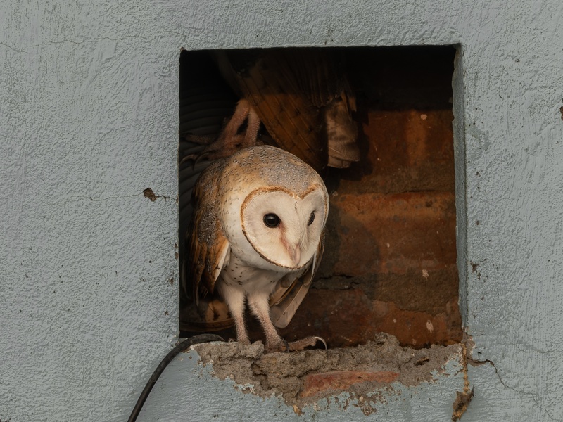 Birds of Northern Ireland: The Complete List - Flora Fauna Fun