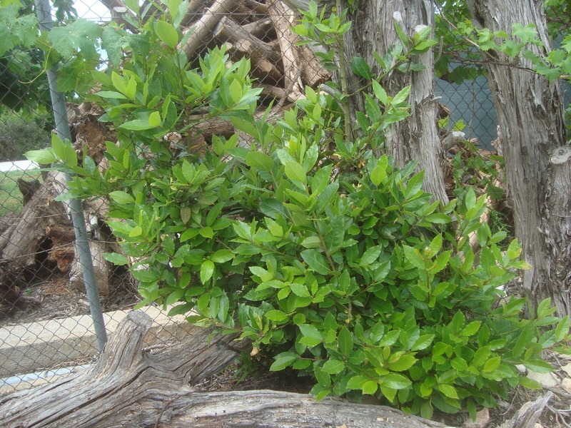 Plants of Israel: The Complete List - Flora Fauna Fun