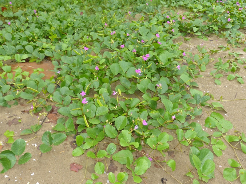 List of the Dominican Republic's Native Plants - Flora Fauna Fun