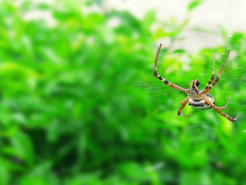 The Complete List of Green Spiders - Flora Fauna Fun