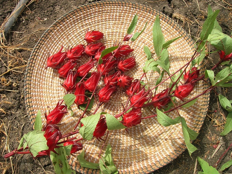 The Complete List of Senegal's Native Plants - Flora Fauna Fun