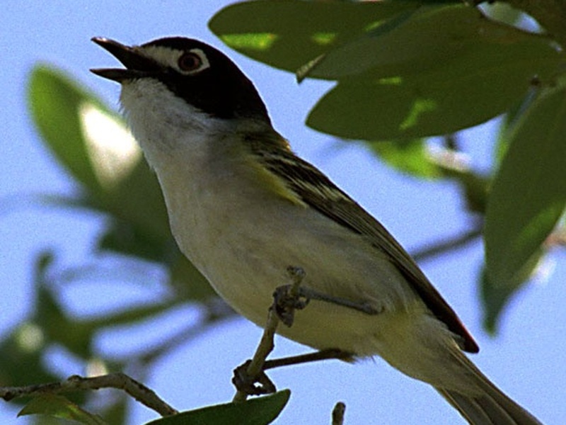The Complete List of Endangered Prairie Animals - Flora Fauna Fun