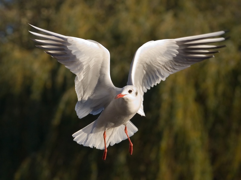 Birds of Northern Ireland: The Complete List - Flora Fauna Fun