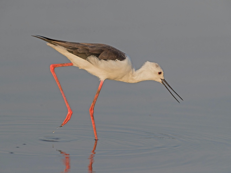 The Complete List of Birds of Kuwait - Flora Fauna Fun