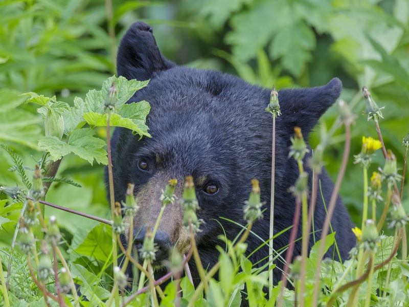 Forest Omnivores: The Complete List - Flora Fauna Fun