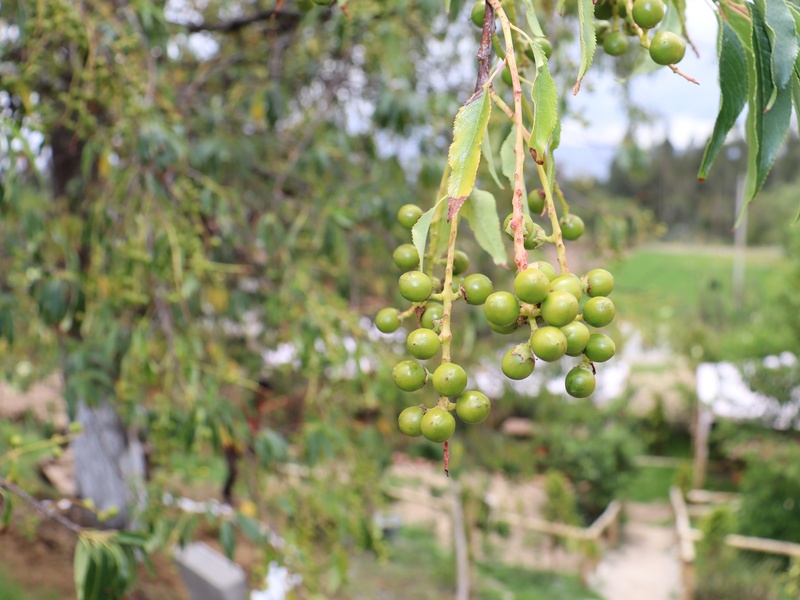 Trees of Denmark: The Complete List - Flora Fauna Fun