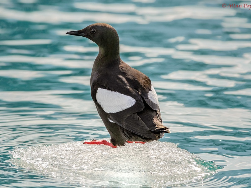 Birds of Northern Ireland: The Complete List - Flora Fauna Fun