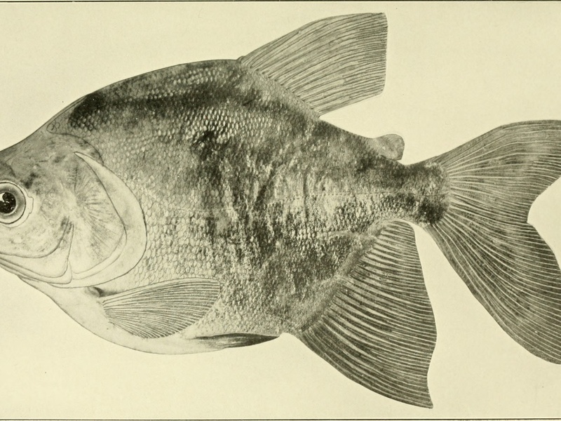 Fish of Guyana: The Complete List - Flora Fauna Fun
