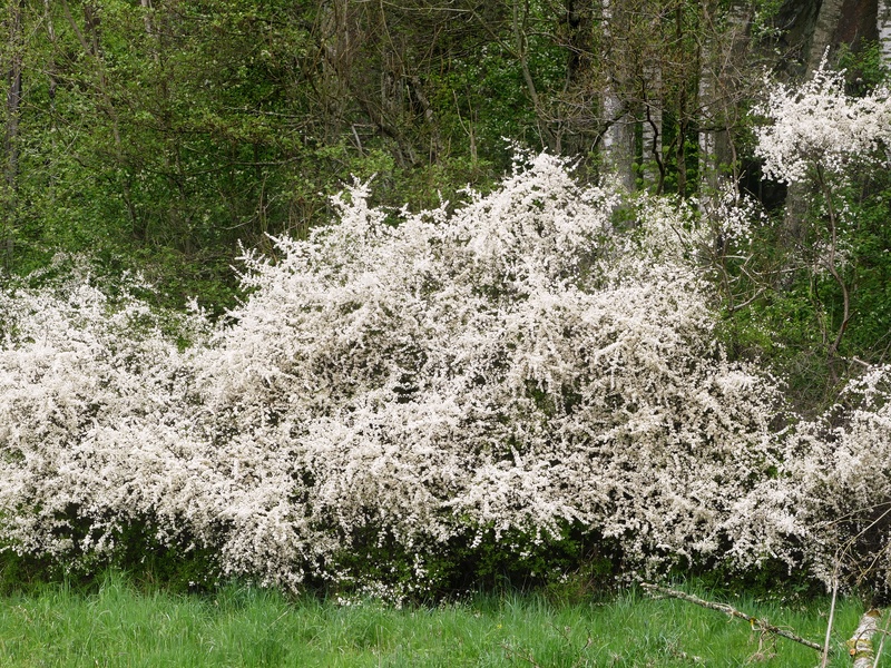 The Complete List of Wales' Native Plants - Flora Fauna Fun