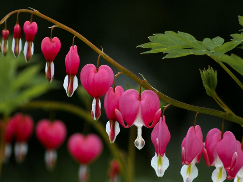 Poisonous Pink Flowers: The Complete List - Flora Fauna Fun