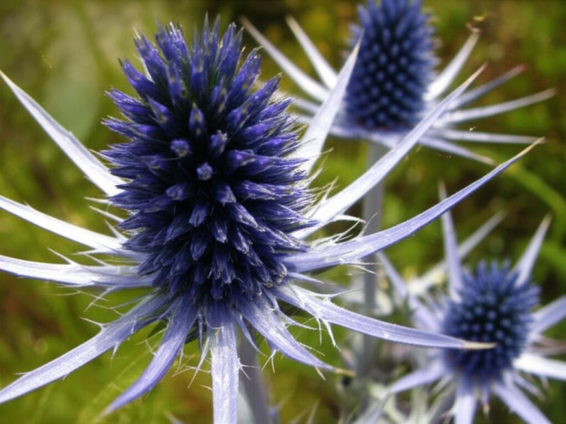 The Complete List of Rare Blue Flowers - Flora Fauna Fun