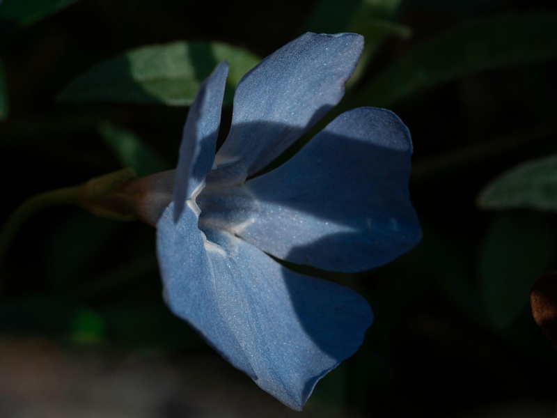 The Complete List of Rare Blue Flowers - Flora Fauna Fun