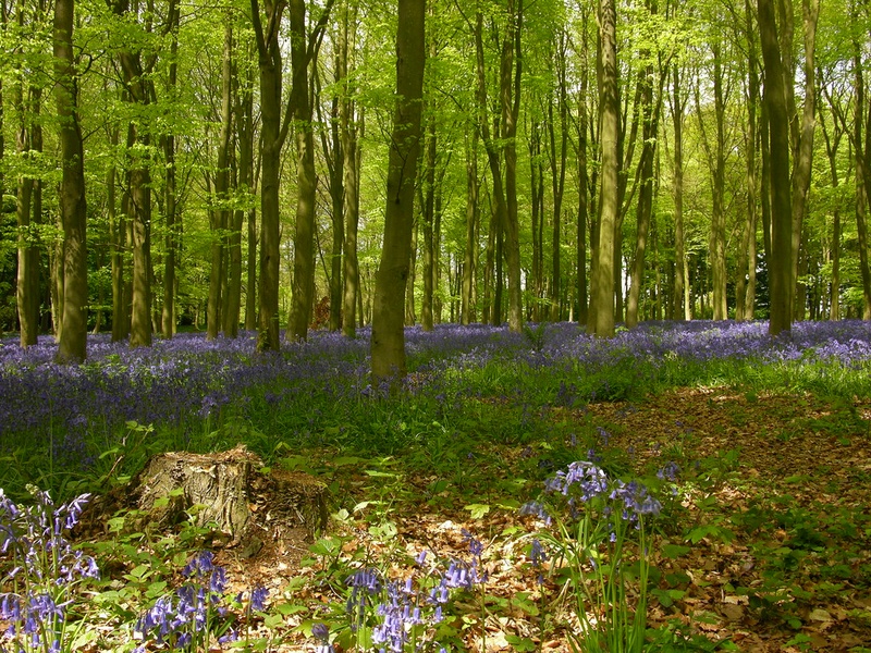 List of Temperate Forest Vegetation - Flora Fauna Fun