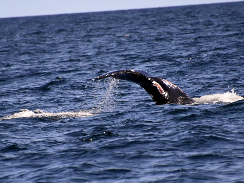Cetacean Examples: The Complete List - Flora Fauna Fun