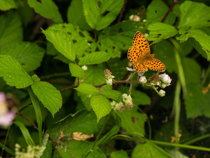The Complete List of Wales' Native Plants - Flora Fauna Fun