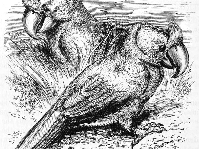 Birds of Mauritius: The Complete List - Flora Fauna Fun