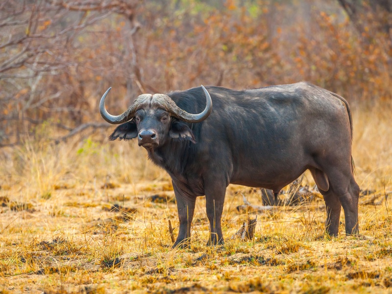 The Complete List of Farm Animals That Start With B - Flora Fauna Fun