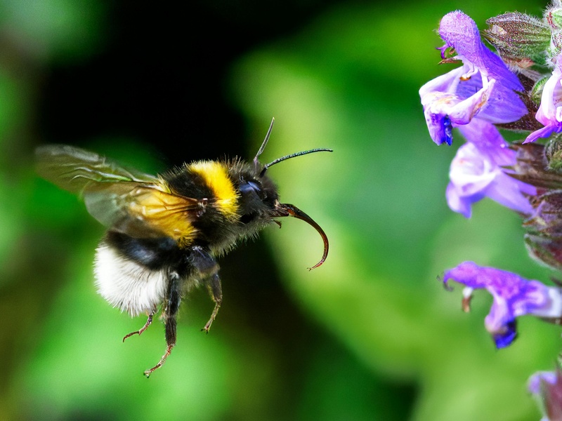 List of Insect Examples - Flora Fauna Fun